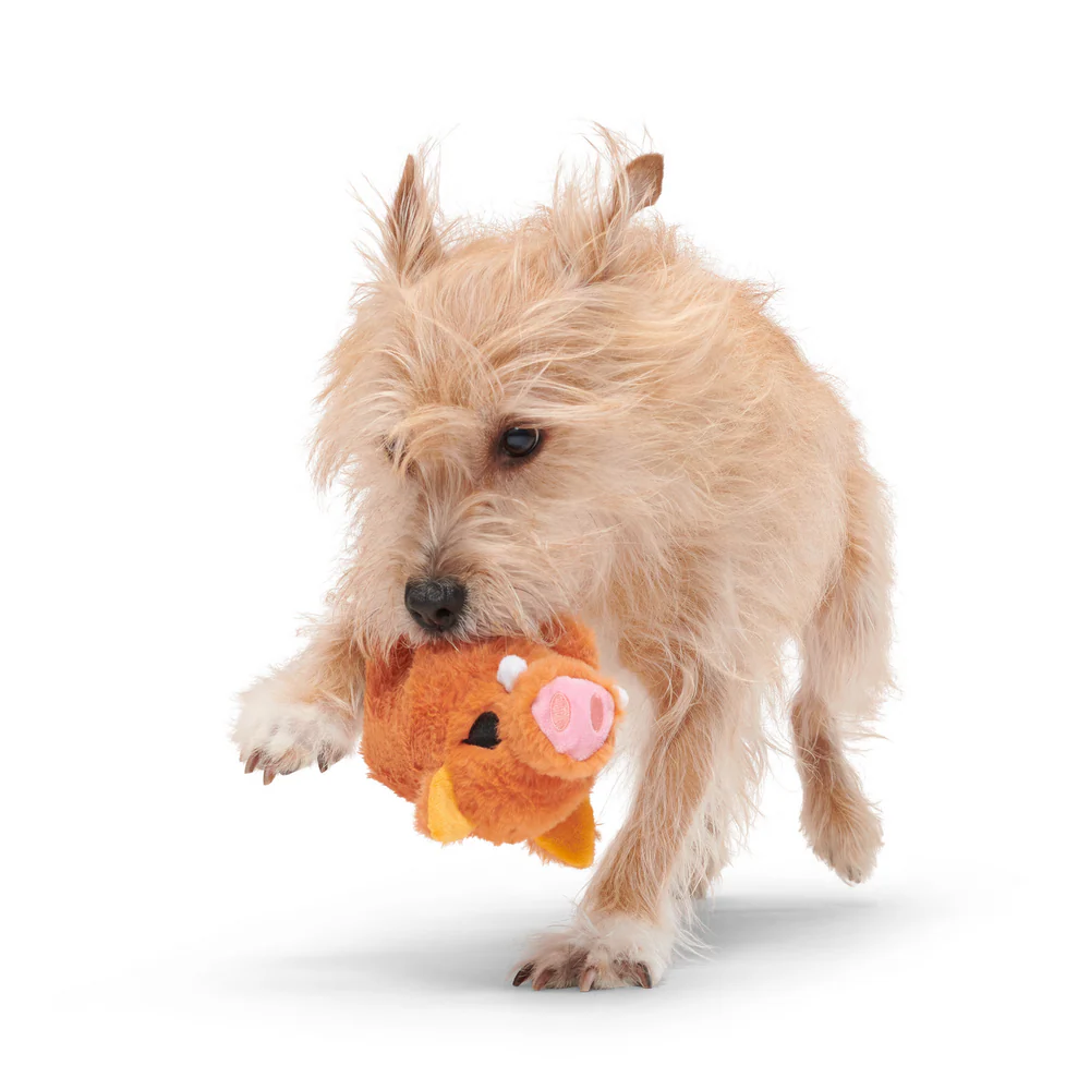 Bark Beau The Boar Dog Toy – Dofos Pet Centre